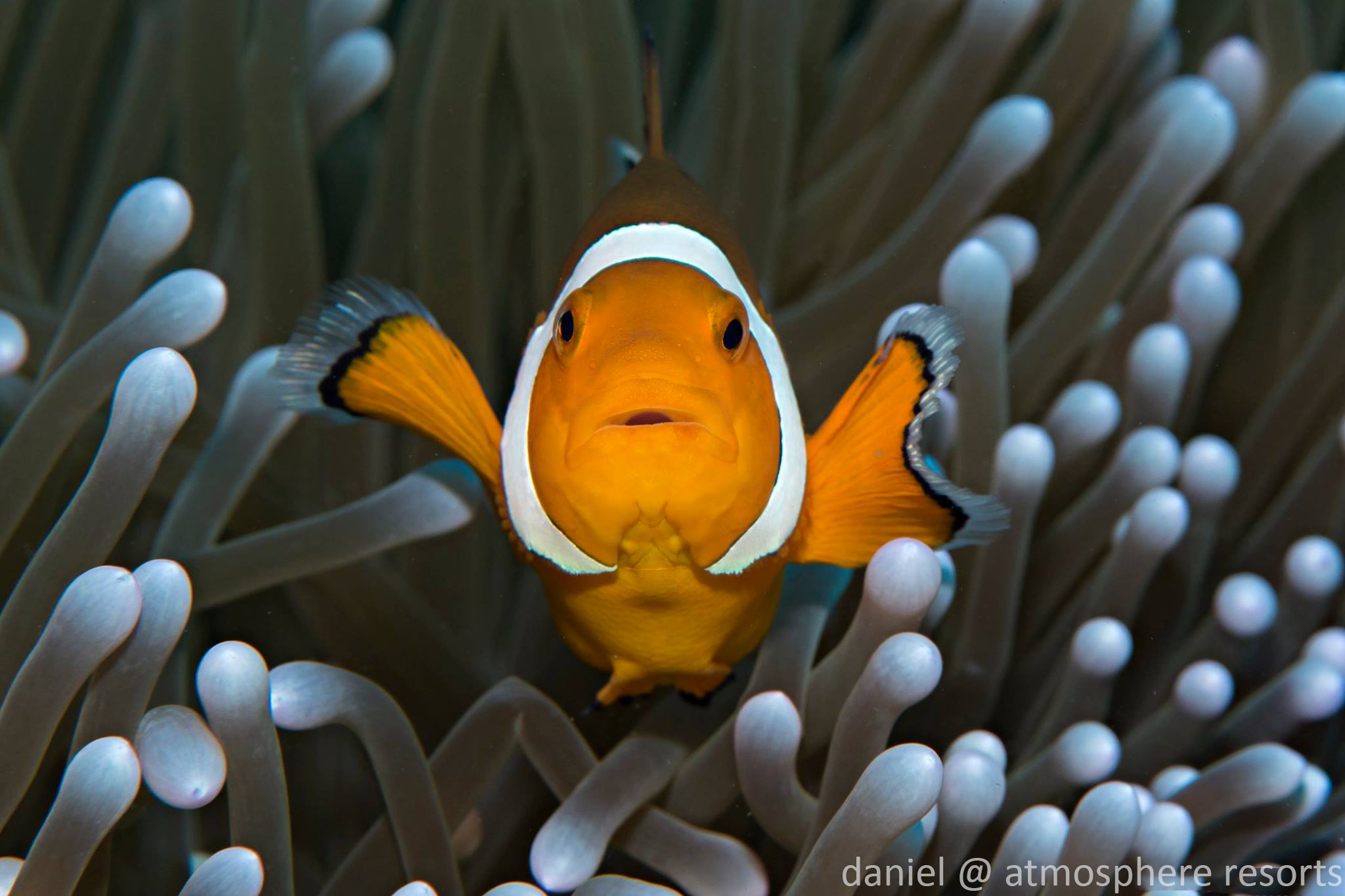 Finding Nemo's Biggest Lie - Atmosphere Resorts & Spa