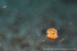 The Yellow Boxfish Bionic car - Atmosphere Resorts & Spa